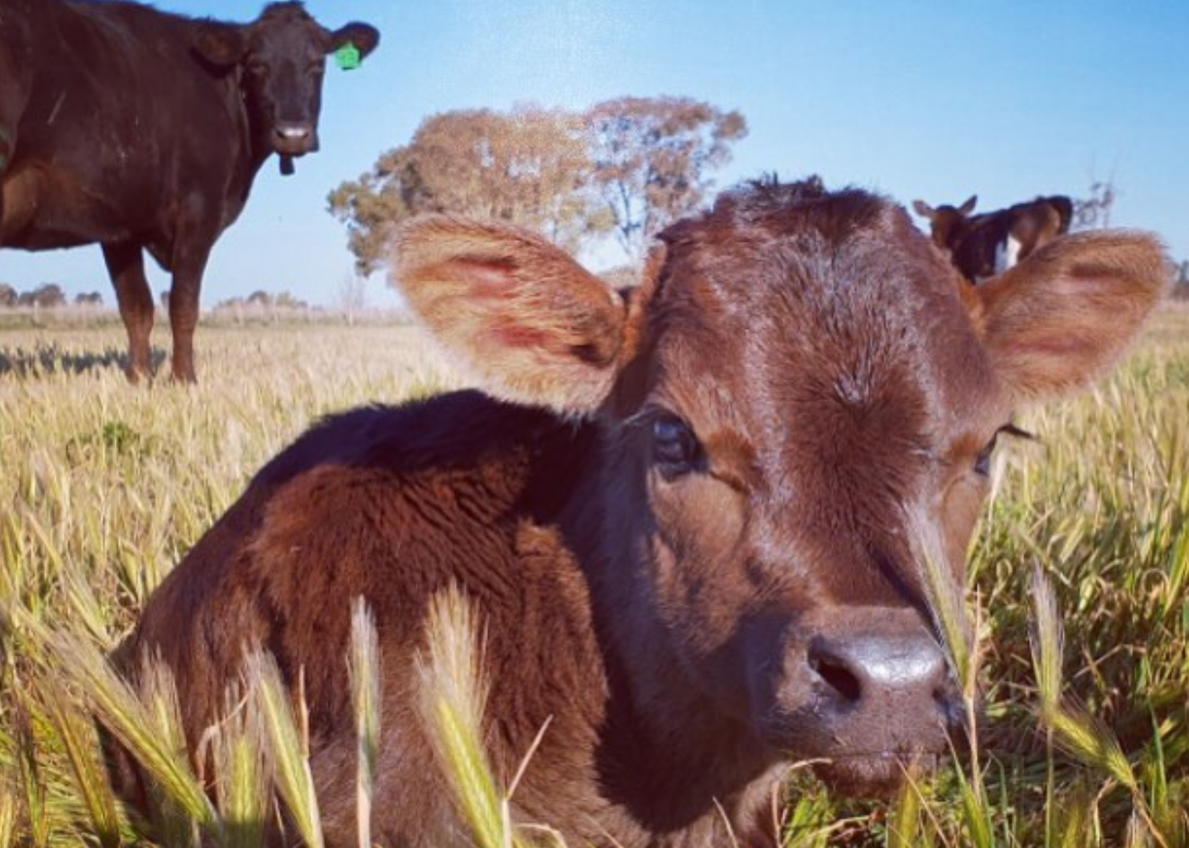 How Now Dairy – Cow-centred farming/ Love Stories and Dedications ...