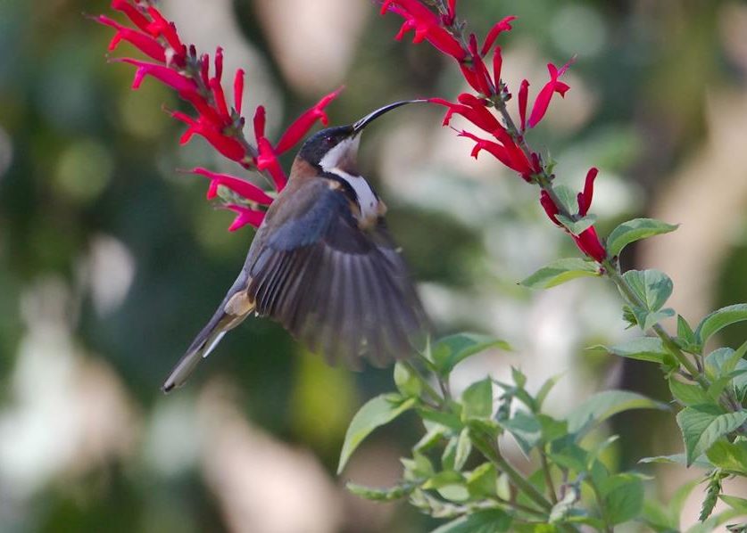 Birds, trees, beetroot and olives - CERES Fair Food