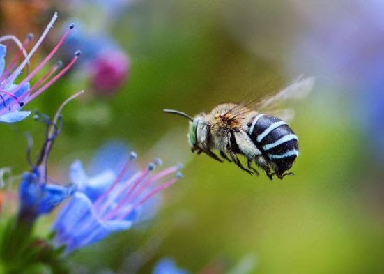 Bee here now - CERES Fair Food