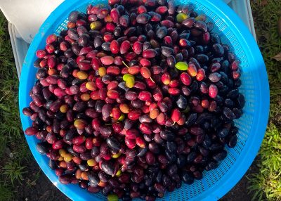 How to Cure Olives - CERES Fair Food