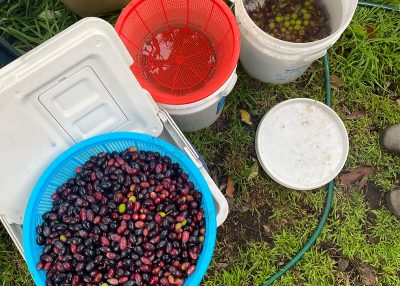How to Cure Olives - CERES Fair Food