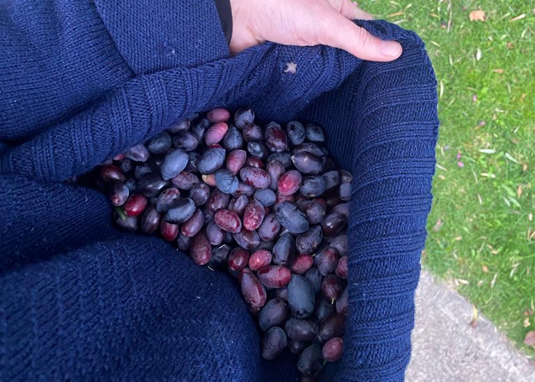 How to Cure Olives - CERES Fair Food