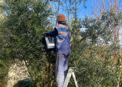 How to Cure Olives - CERES Fair Food